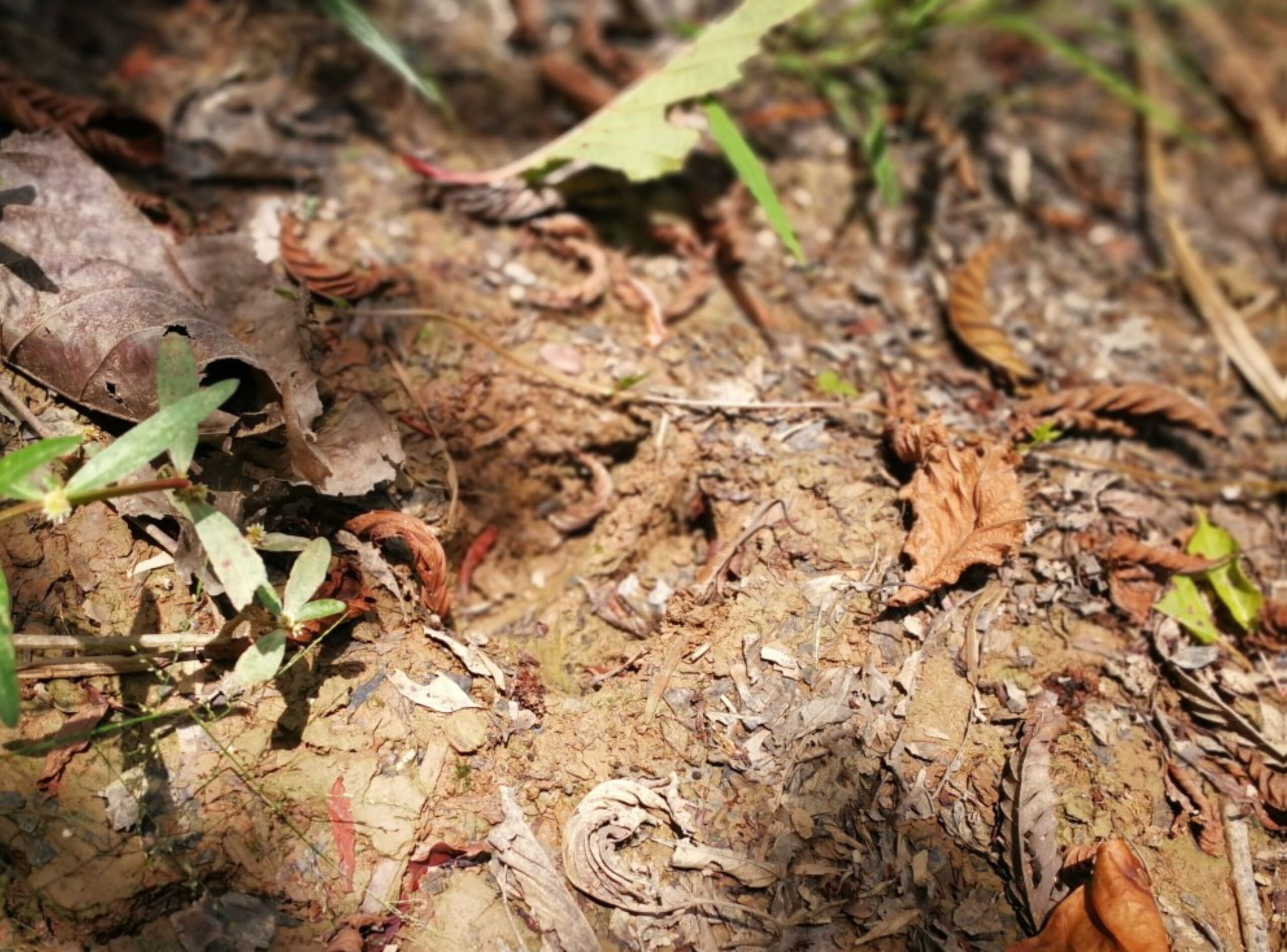 Nurturing A Living Legacy Across IOI